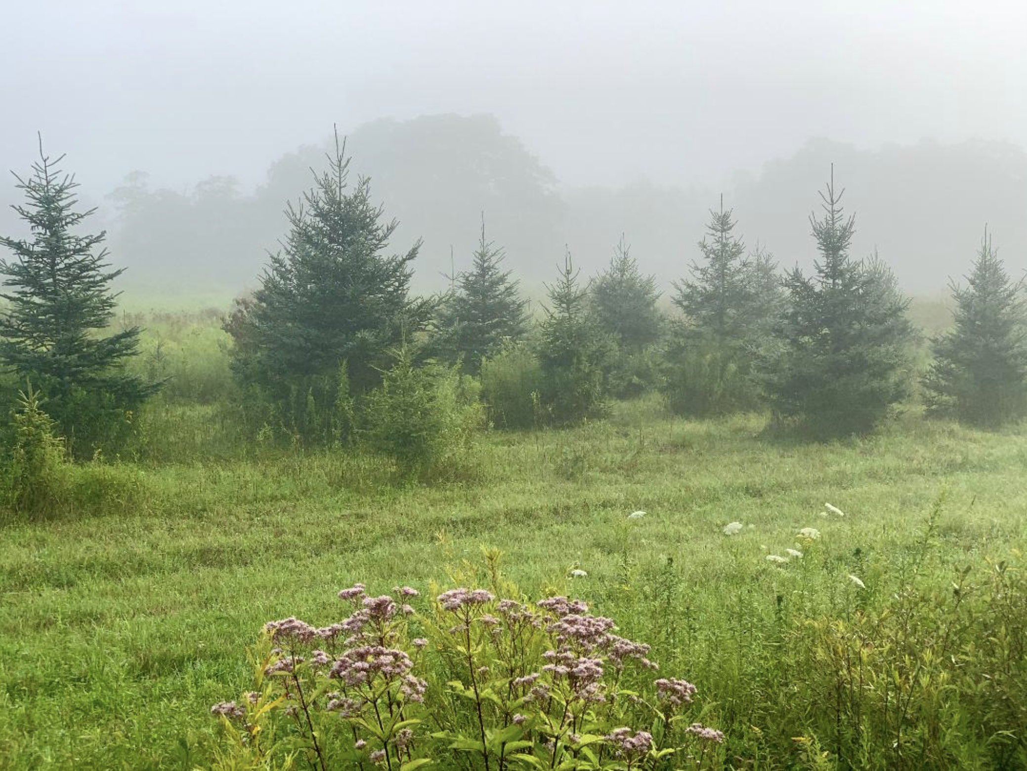 Ashville Wind Project Stirs Opposition | News, Sports, Jobs - Post Journal